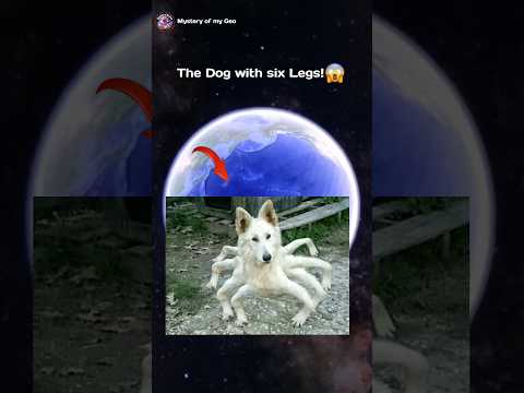 I Found The Dog With Six Legs On Google Earth! ๐ฐ๐ #shorts #googleearth