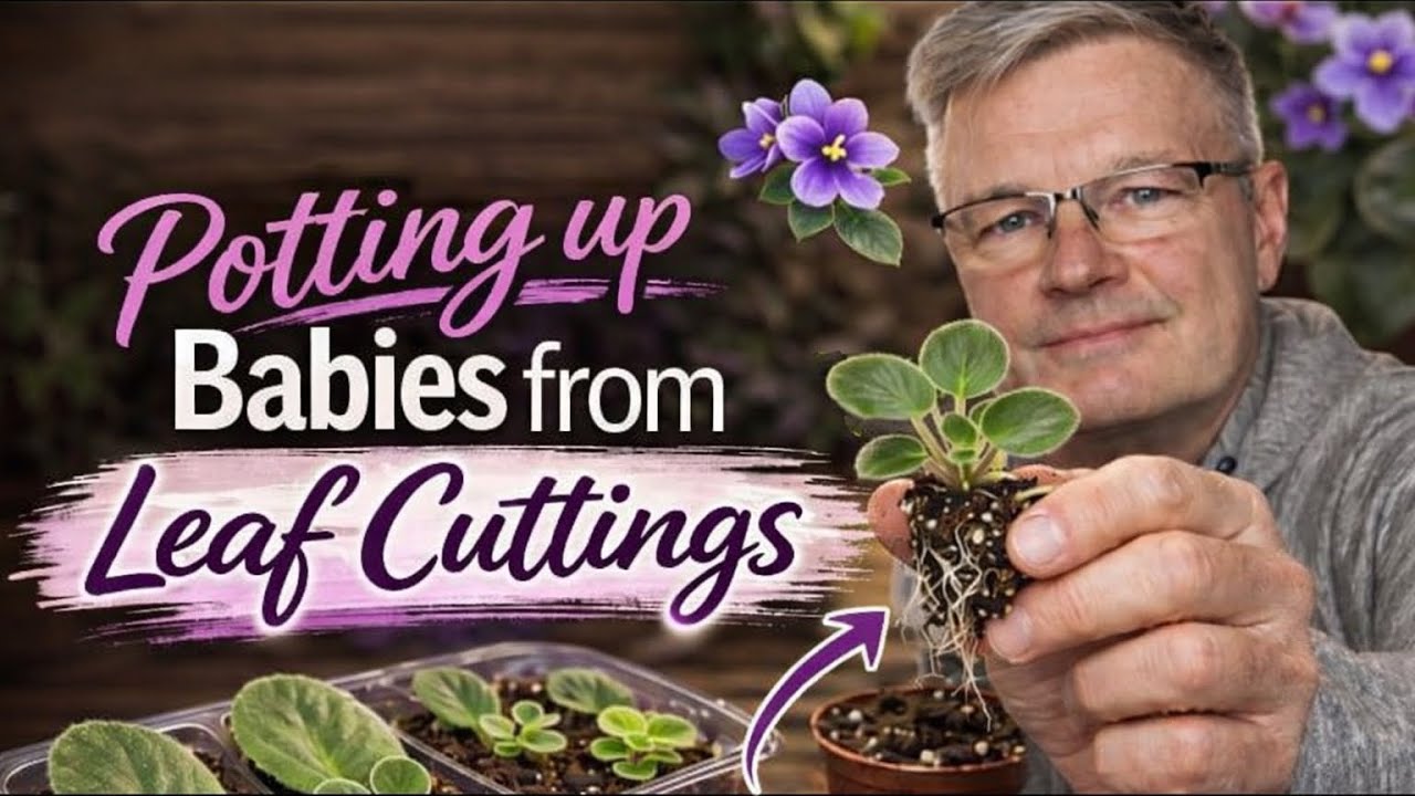 Potting up Babies from Leaf Cuttings!