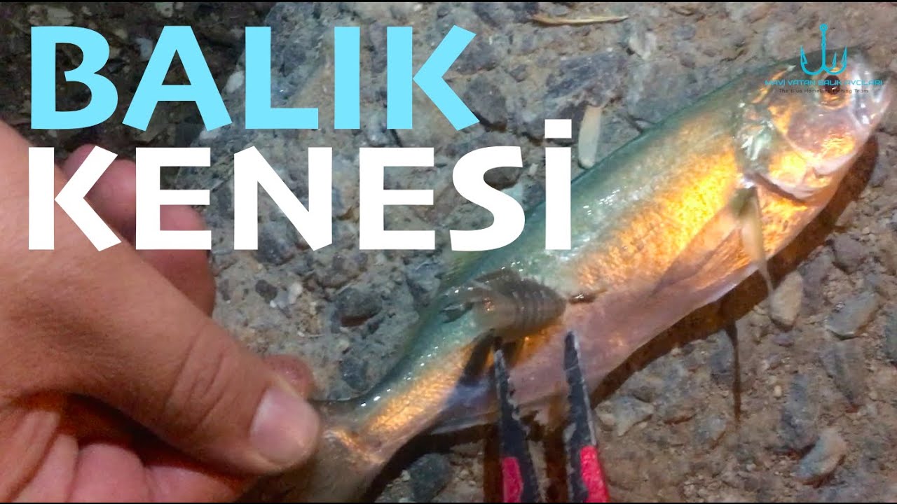 Balık Kenesi (Cymothoa Exigua) nedir? balıktan nasıl çıkarılır? Remove a parasite from bluefish
