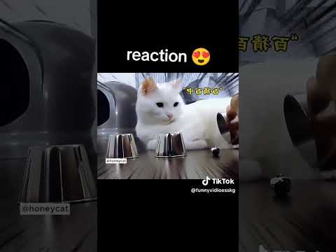 Fastest animal in the world is cat