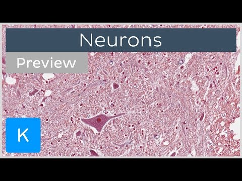 Neurons: types, definition and function (preview) - Human Histology | Kenhub