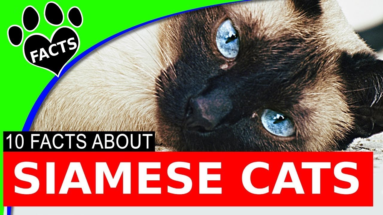 Top 10 Fun Facts About Siamese Cats - Cats 101