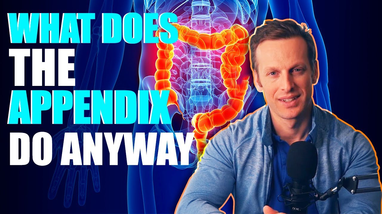 What does the Appendix do Anyway!!