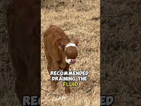 I've Never Seen a Calf Born Like This #cattle #farmlife #ranching
