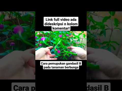 cara pemupukan gandasil B pada tanaman berbunga #pupuktanaman #caramenanam #tanamanhias