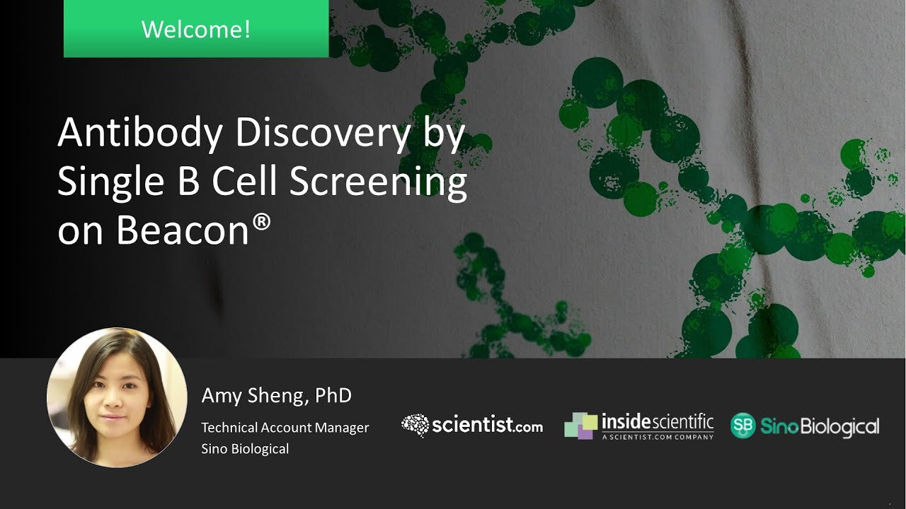 Antibody Discovery by Single B Cell Screening on Beacon®