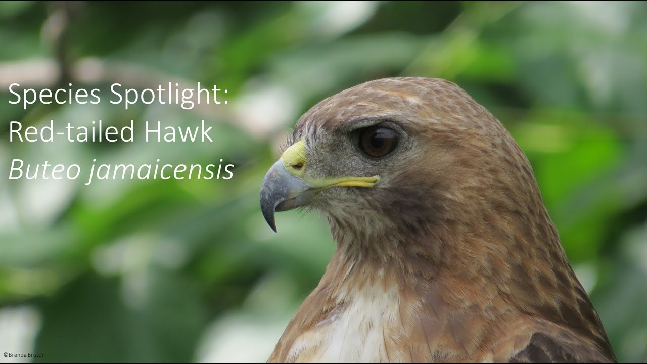 Species Spotlight: Red-Tailed Hawk