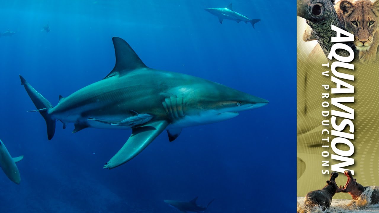 Requiem sharks of the Indian Ocean | HD Stock Footage