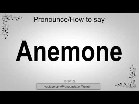 How to Pronounce Anemone