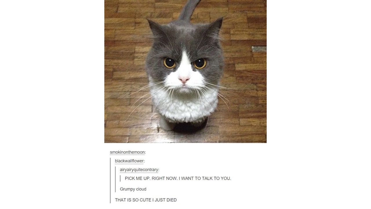 Tumblr Posts - Episode 17