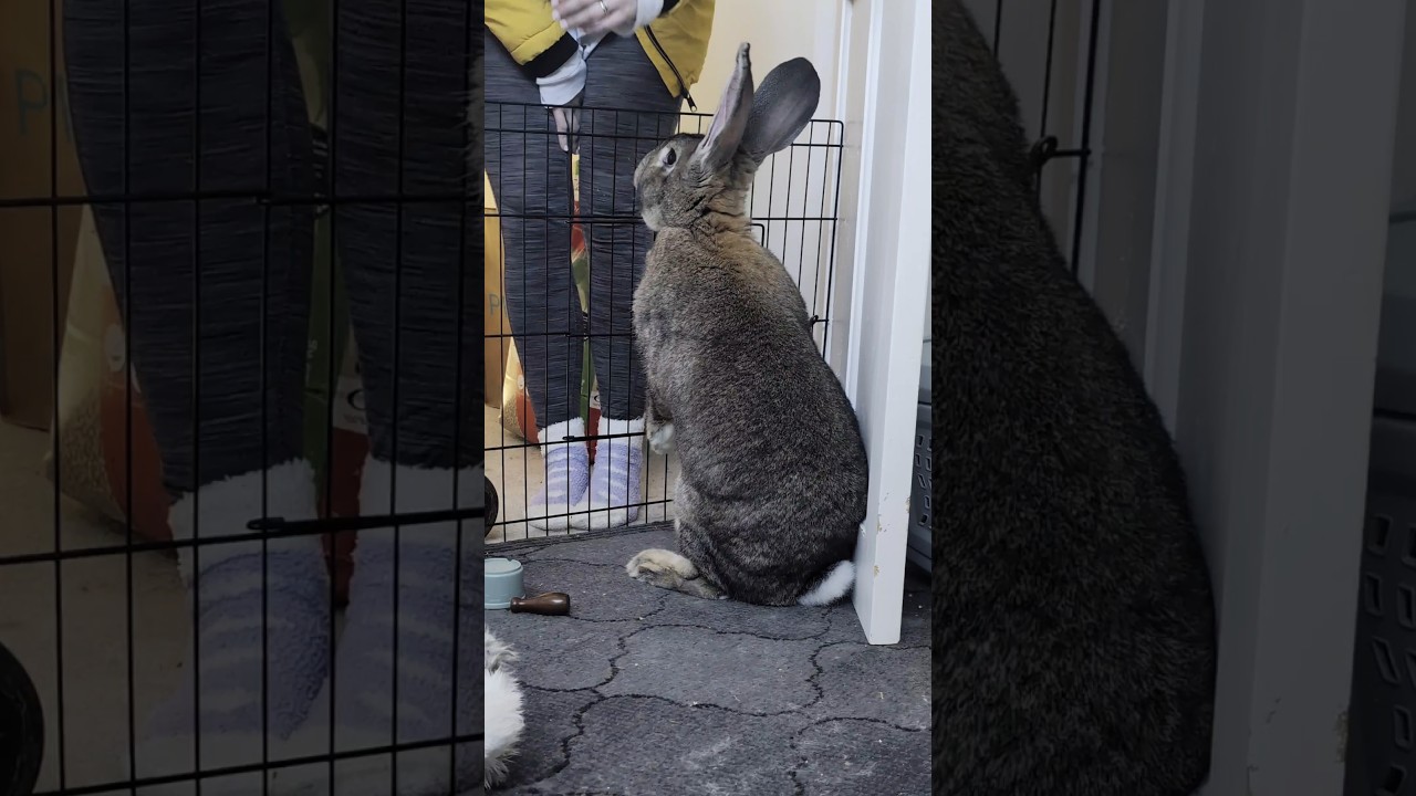 Flemish Giant Rabbit Hears His Mama Coming