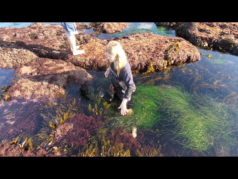 Exploring Sea life: The La Jolla Tidepools at Low Tide W/Local Expert! Pink Water Slug, Fish & More!