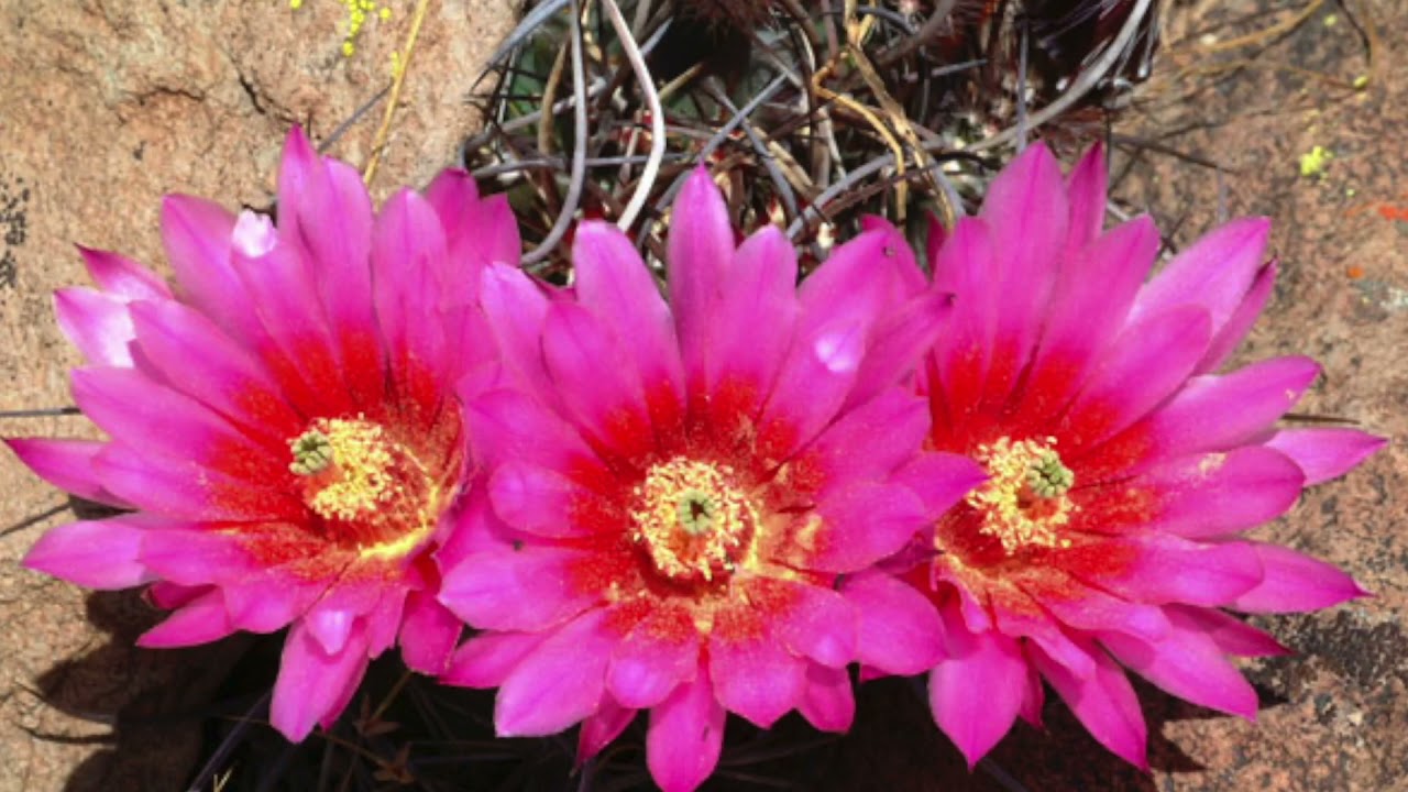 Los cactus en peligro de extinción