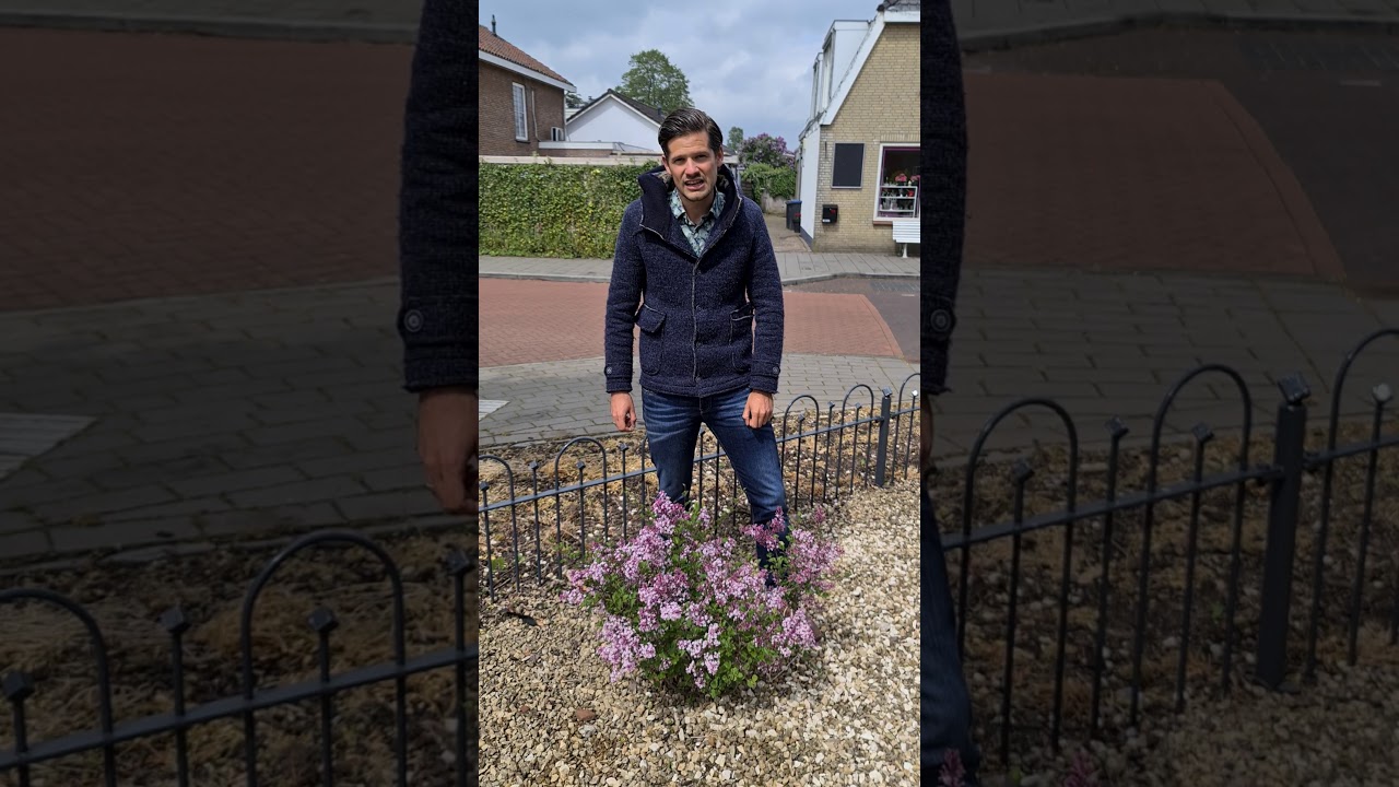 Plantlover Peter presenting Flowerfesta Purple Syringa