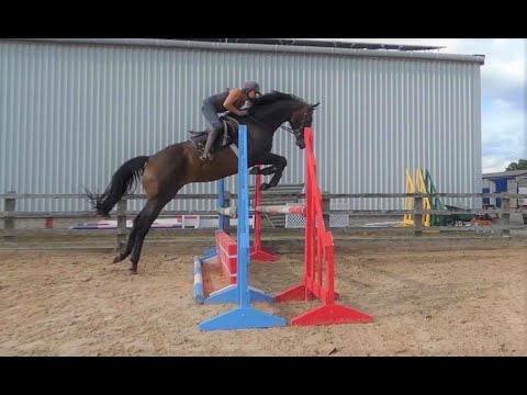 Barney - Racehorse Rehoming & Retraining