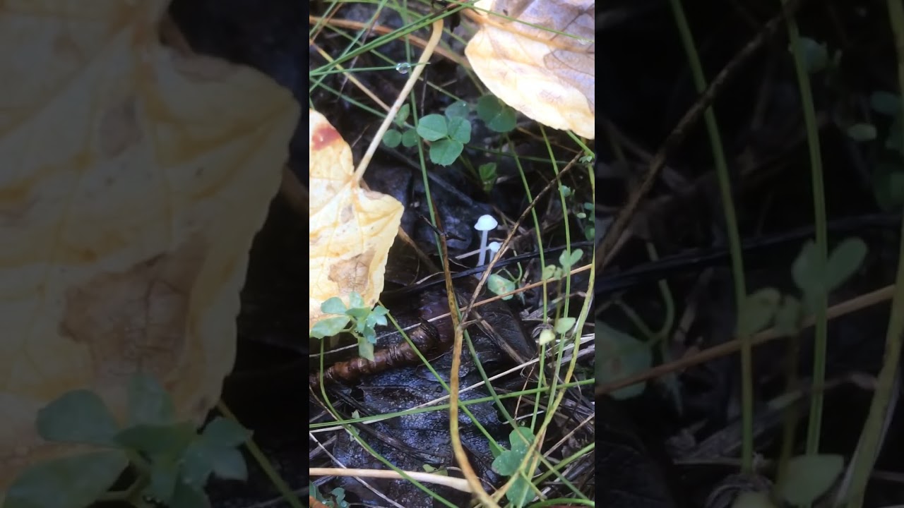 Mushroom ID request, what is this? #nature #mycology