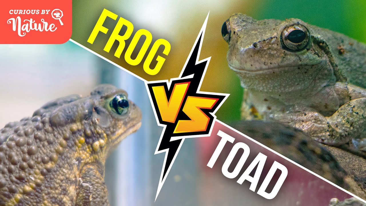 Frog vs Toad: What's the Difference? 🐸