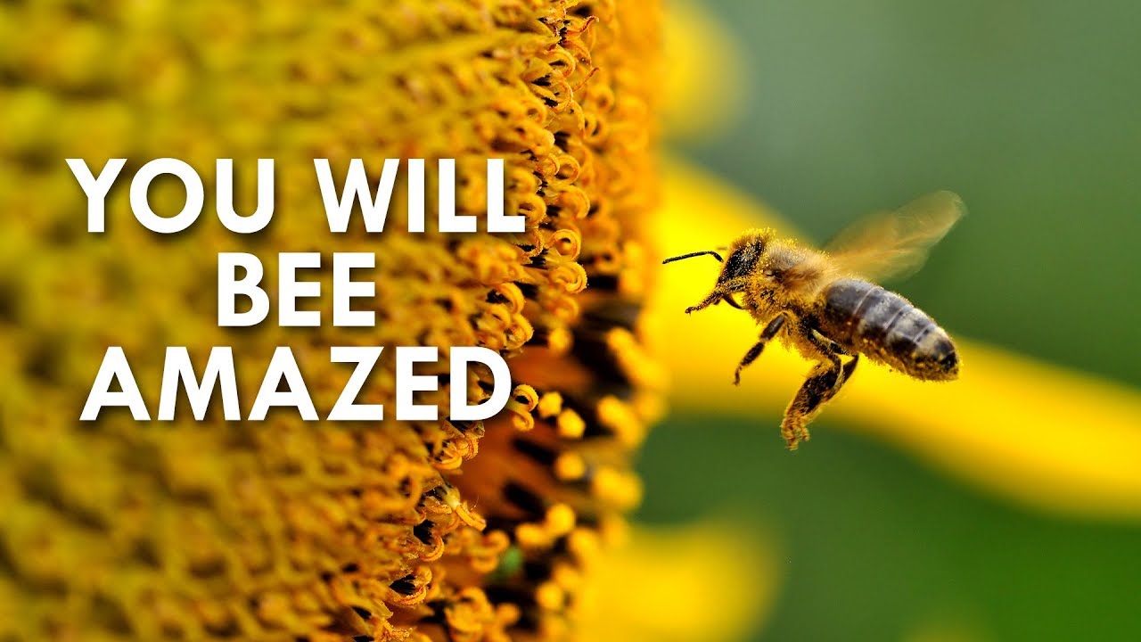 The Amazing World of Bees