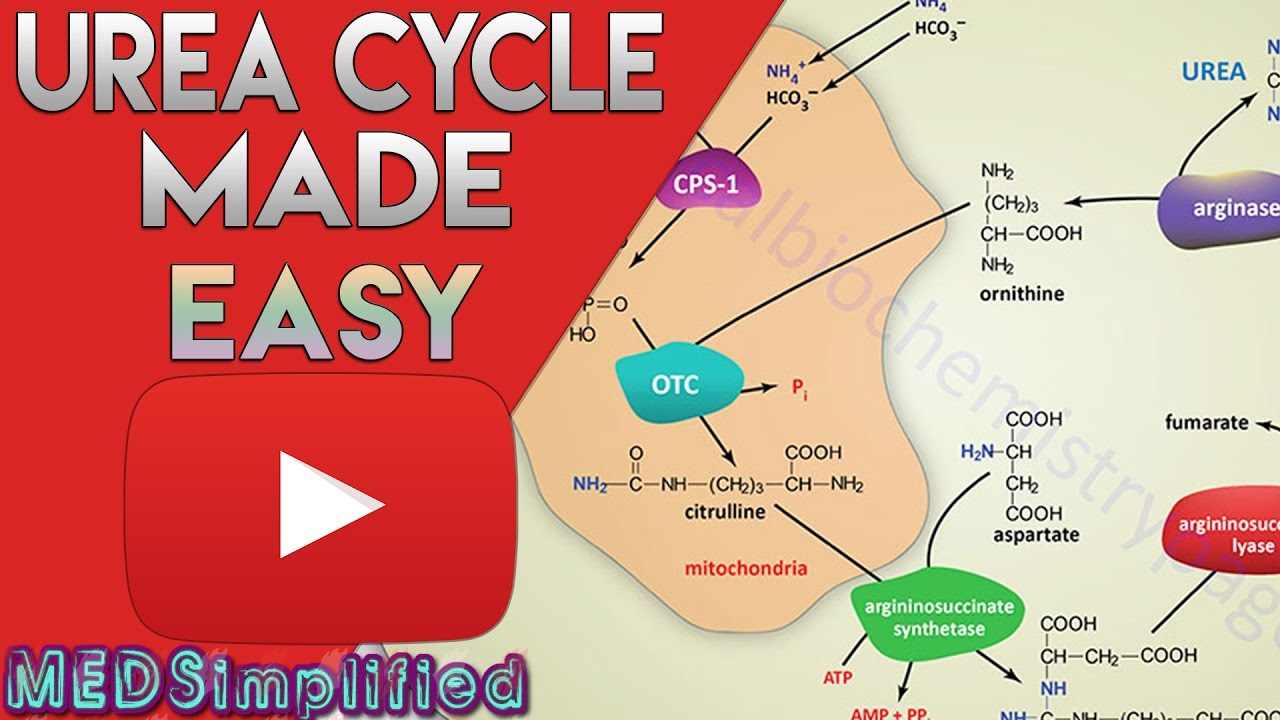Urea Cycle Made Simple - Biochemistry Video