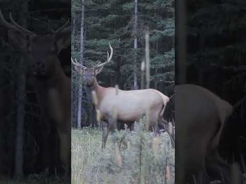Craziest Archery Elk Shot!