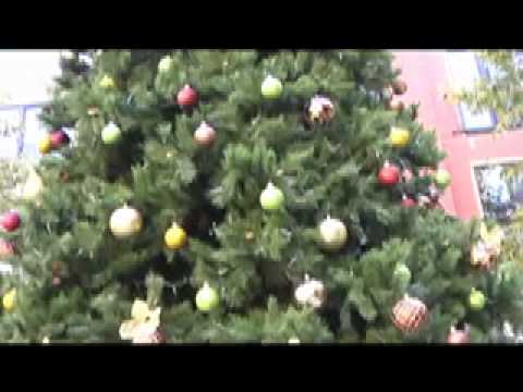Petaluma Pete & Fabulous Women & Tree Lighting