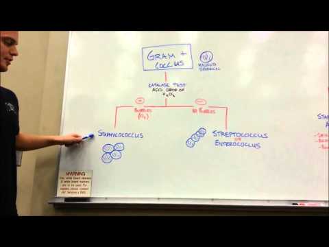 How to distinguish GRAM POSITIVE COCCI
