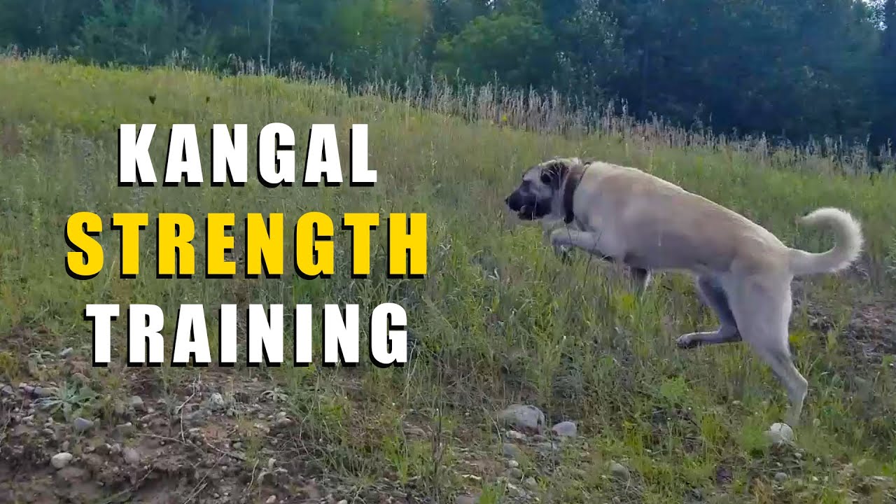 KANGAL STRENGTH TRAINING | TURKISH KANGAL DOG | 10 MONTH OLD KANGAL