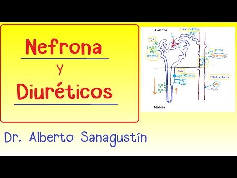 NEFRONA y DIURÉTICOS (Mecanismo de Acción)