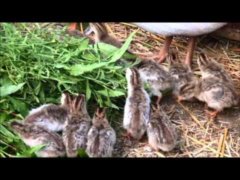 A wee Mob.. :) Baby Keets | Just another Day on the Farm