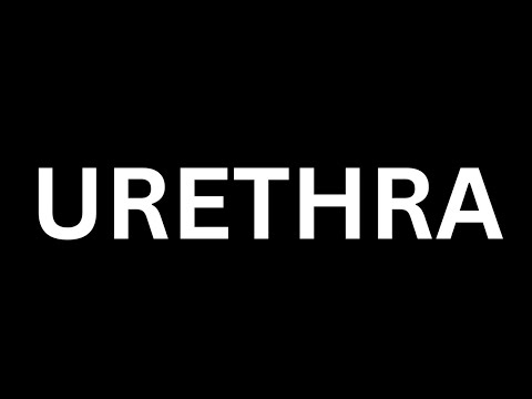 How to Pronounce "Urethra" in English Language?[How to say Urethra?] How to Pronounce Urethra?