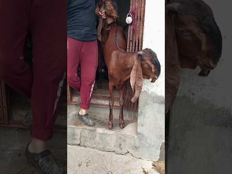 Viral Shorts Bakra #haiderhaiderrecords #bakra #cow #bakr #mandi #goat 🐐o