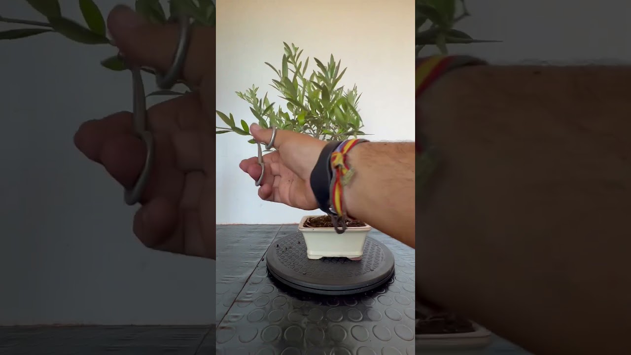 🌳Trabajando OLIVO número uno🌳