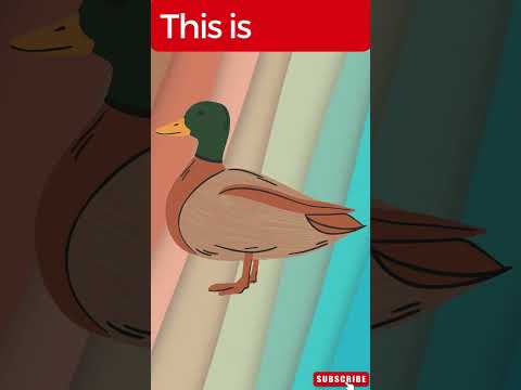 ESO ES UN PATO. lecciones de inglés, inglés básico #cursodeinglés