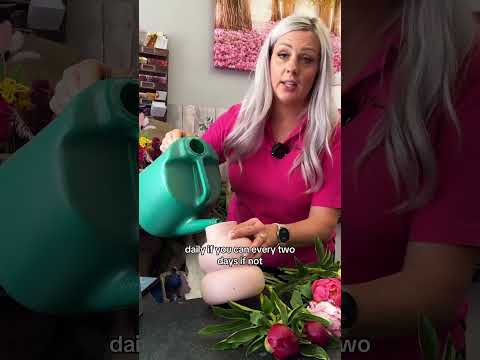 How to Care for Peonies: Tips for Longer Lasting Peonies From a Florist | Interflora #flowercare