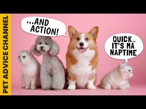 Pet Advice Channel Trailer