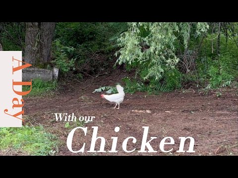 Free rang Chicken
