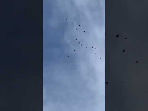 High Quality Roller Pigeons