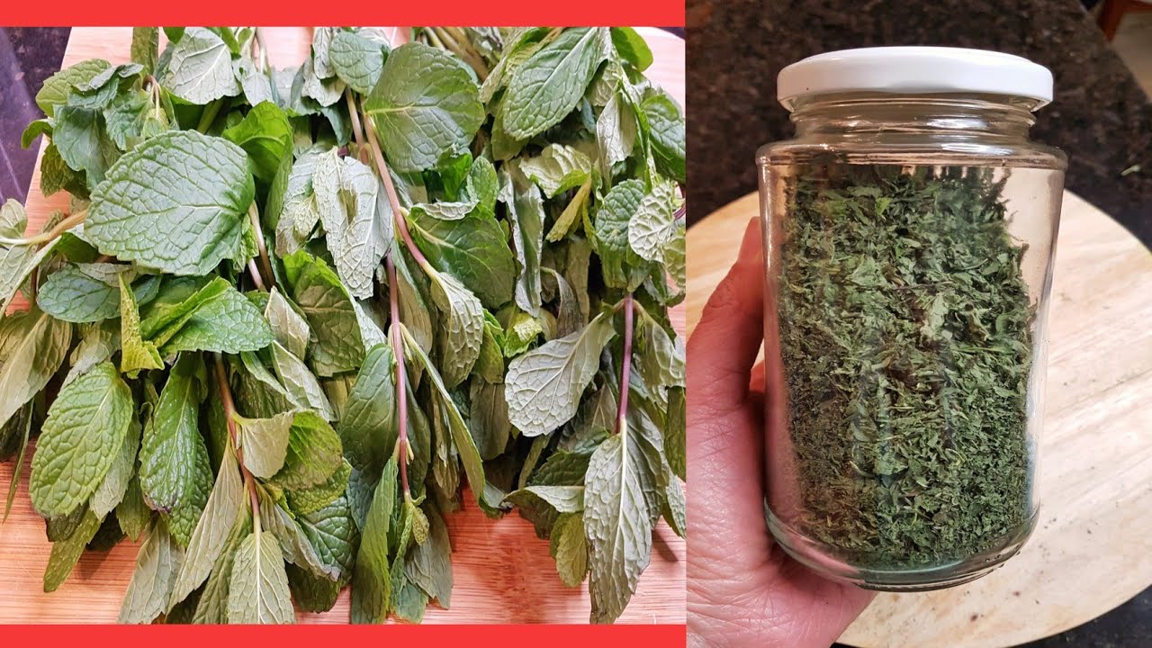 HOW TO DRY OR DEHYDRATE MINT, BASIL, AND OREGANO FOR LONGER PRESERVATION. 😍sazonlatinoconlizz
