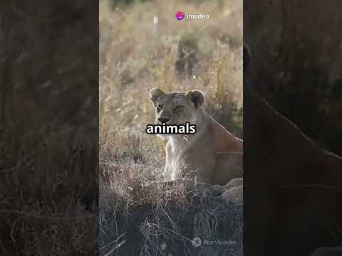 Discover the Wonders of Serengeti: Fun Facts & More!#207 #ai #emporium #information
