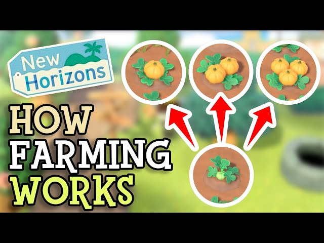 Pumpkin guide in Animal Crossing: New Horizons - How to grow, its uses ...