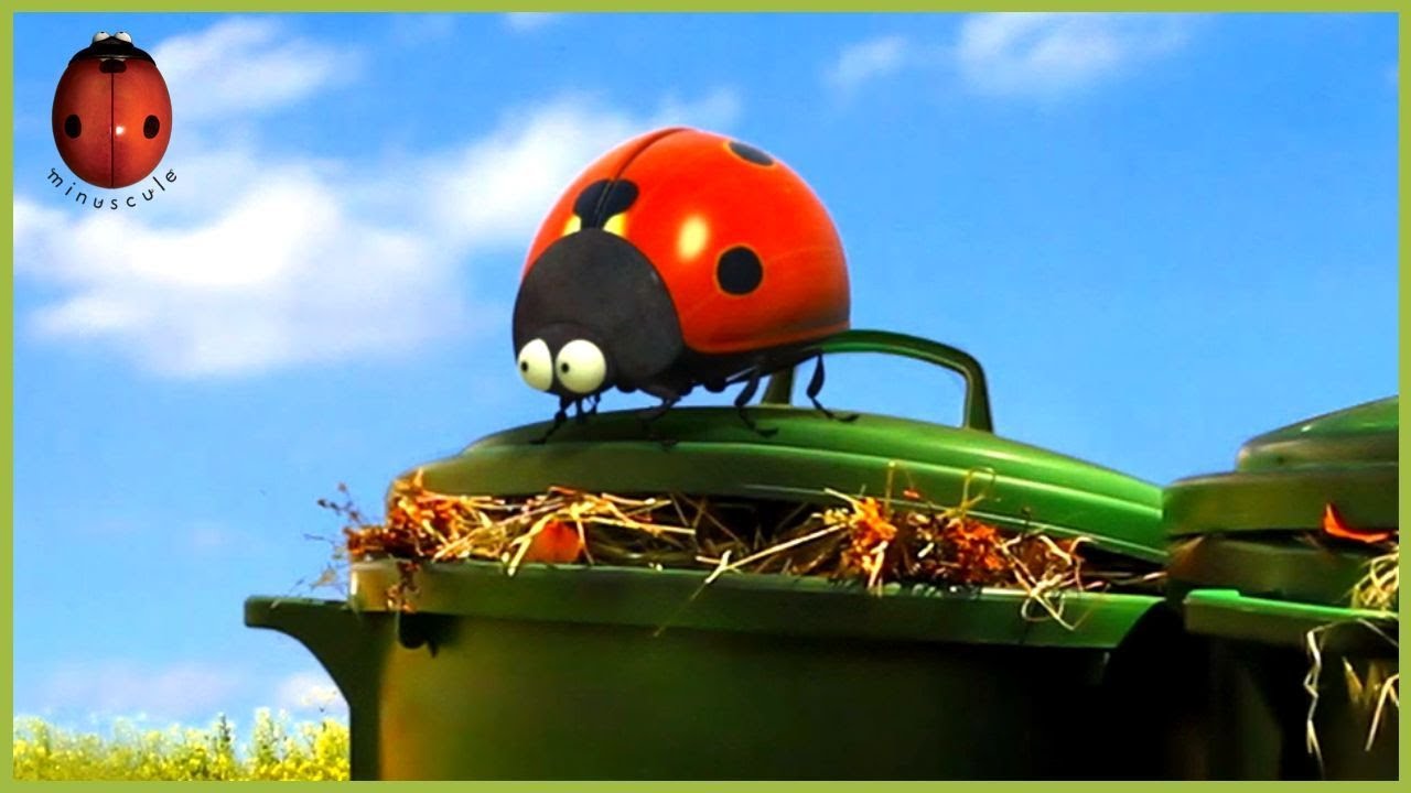 Fly Hunting 🐞 Minuscule 🍃 20' Compilation