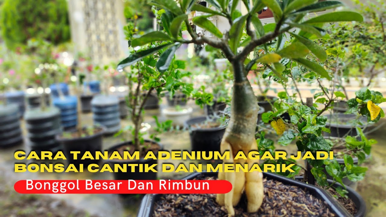 Cara Tanam Adenium Agar Jadi Bonsai Cantik Dan Menarik