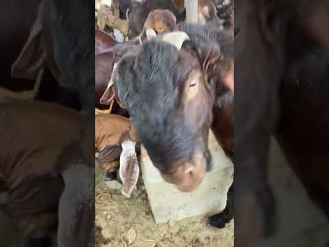 funny bakra???????? #shorts #funnyshorts #goatfarming