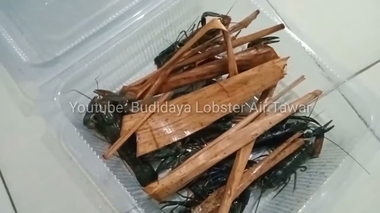 BERAPA MODAL BUDIDAYA LOBSTER AIR TAWAR 2022