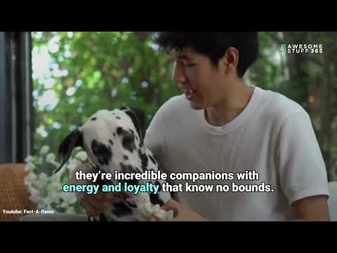 Dog Born without Their Famous Spots | Awesome Stuff 365