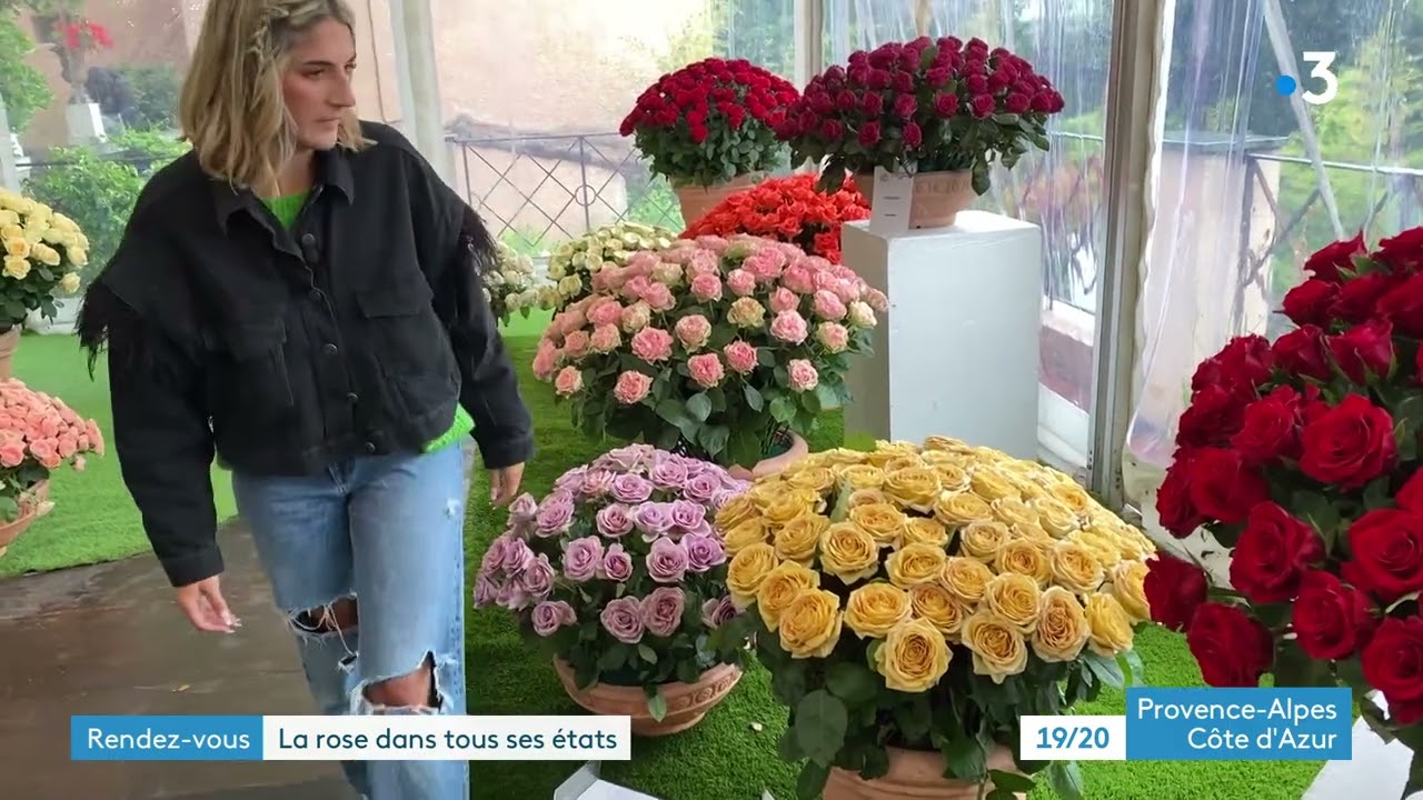 Grasse : le lieu incontournable pour admirer les plus belles roses ...