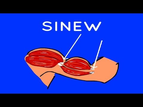 Sinew Meaning 2