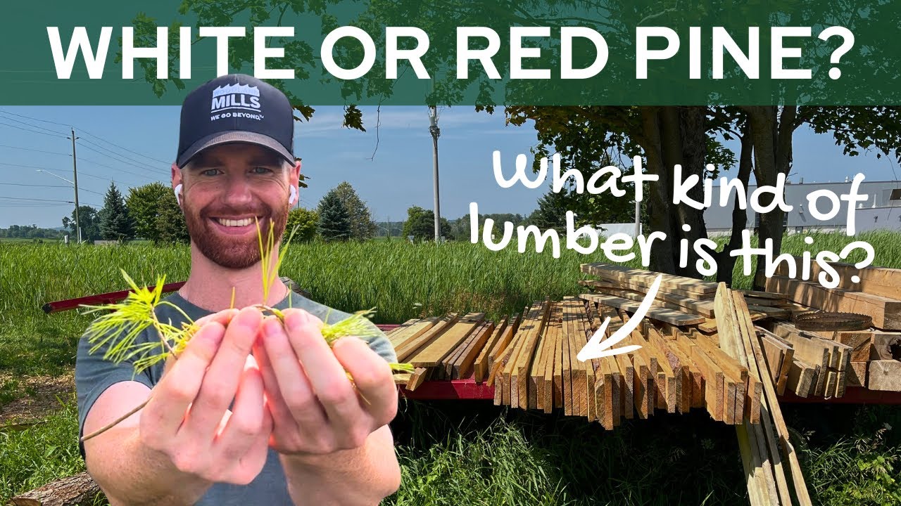 What's the REAL Difference Between White Pine and Red Pine?