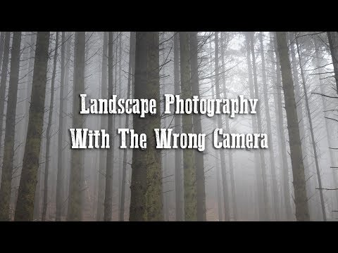 Woodland Photography In Misty Conditions | Lake District Landscape Photography