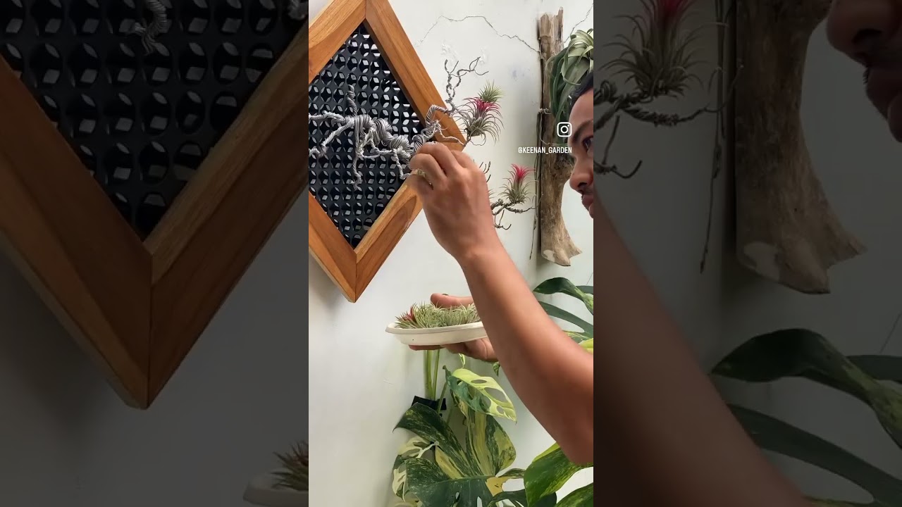 TILLANDSIA WALL FRAME #tillandsia #airplants